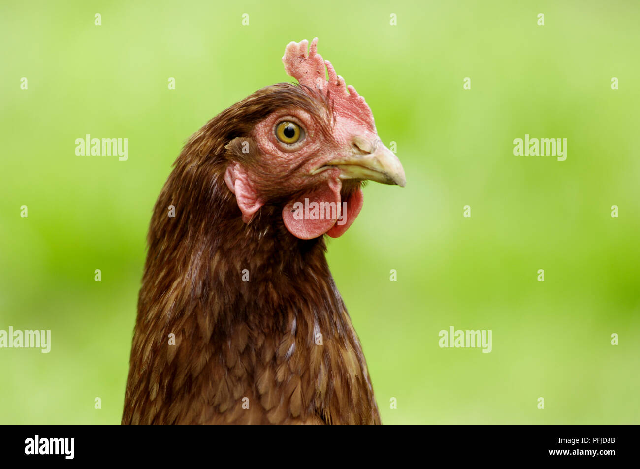 Gallus hi-res stock photography and images - Alamy