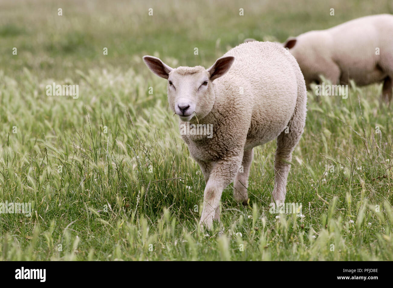 Second lamb hi-res stock photography and images - Alamy