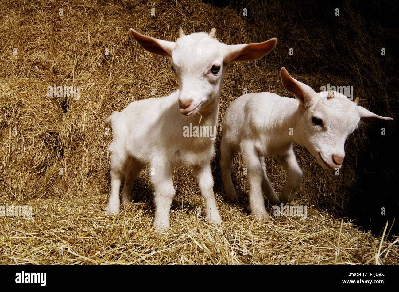 Two goat kids on bales of straw, close-up Stock Photo - Alamy