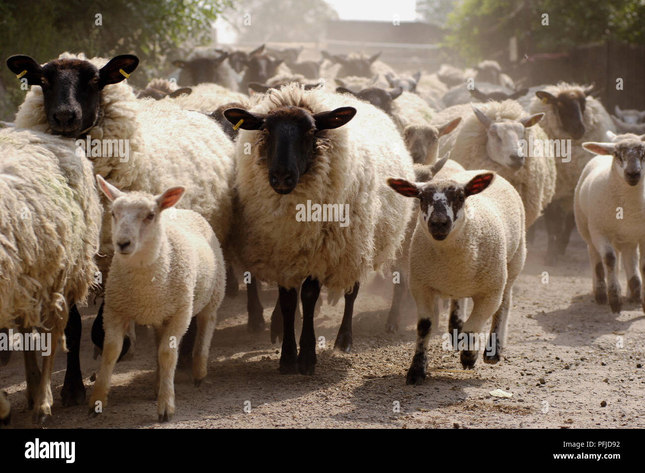 A flock of sheep on a dirt track Stock Photo - Alamy