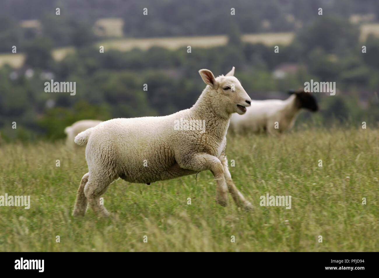 Lamb leaping through field, side view Stock Photo - Alamy