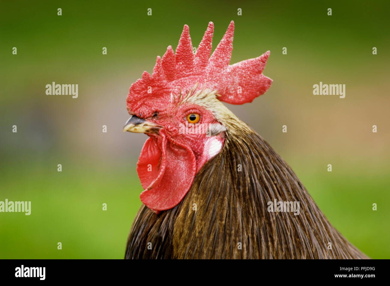 Cockerels head hi-res stock photography and images - Alamy