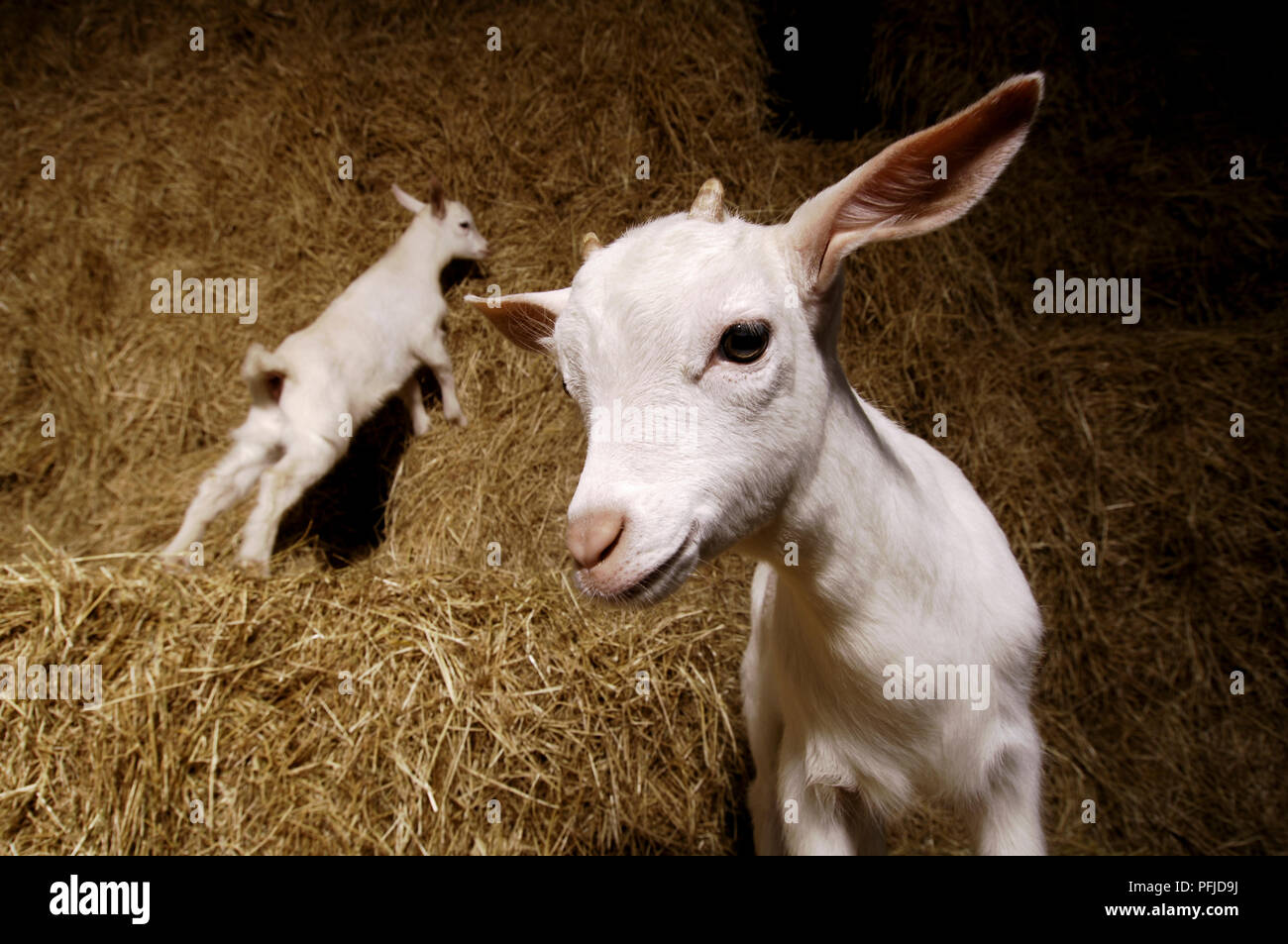 Close-up of a goat kid, and another goat kid climbing a bale of straw ...
