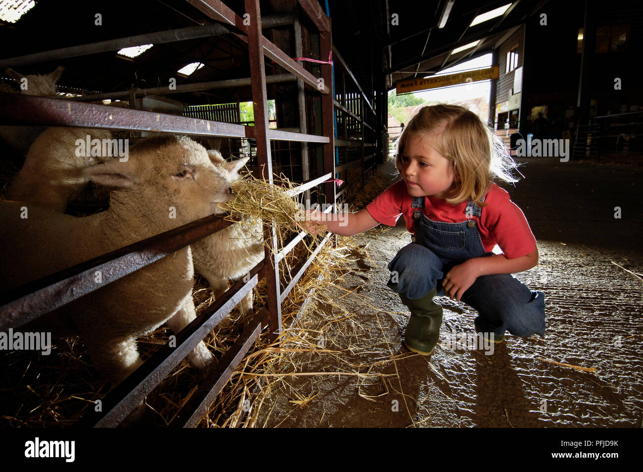 Young girl feeding lambs inside shed Stock Photo - Alamy