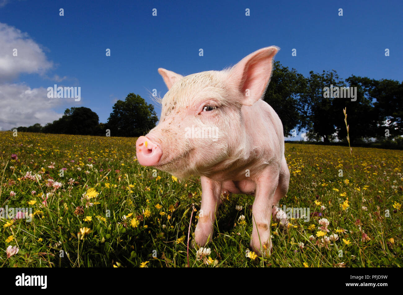 Piglet in the field hi-res stock photography and images - Alamy