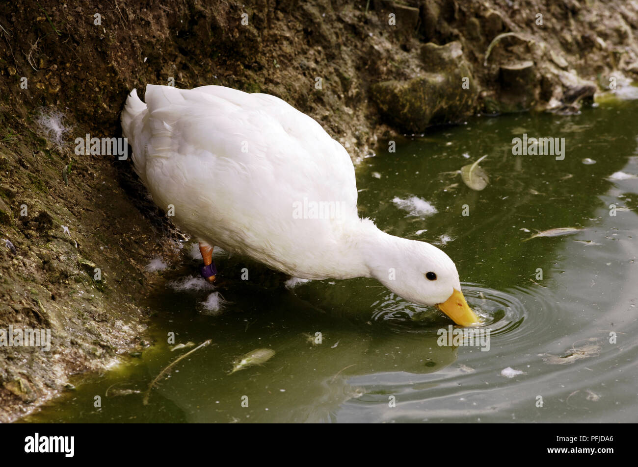 Duck drinking from pond Stock Photo - Alamy