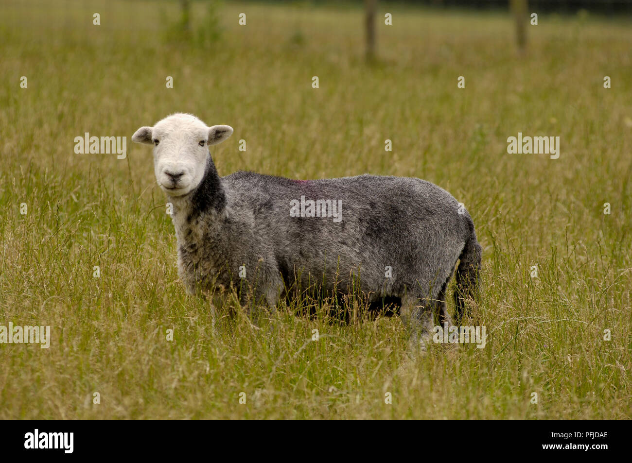 Short shorn hi-res stock photography and images - Alamy
