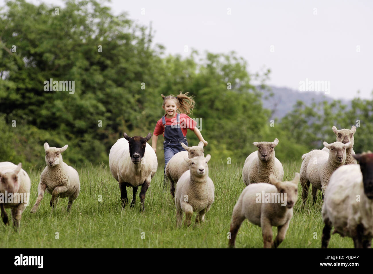 Girl chasing after sheep in a field Stock Photo - Alamy