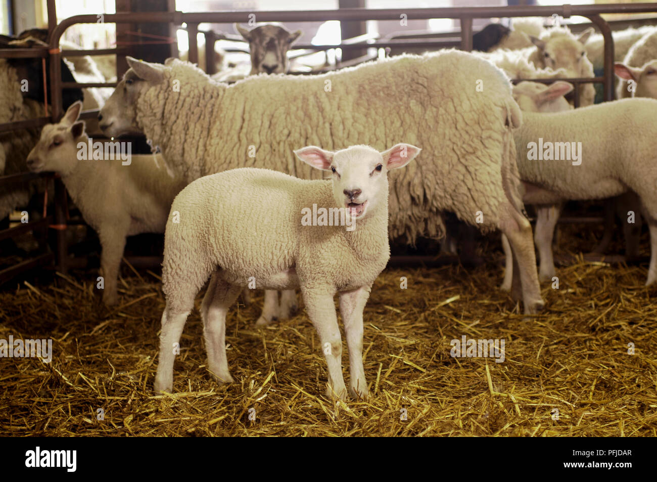 Sheep in barn hi-res stock photography and images - Alamy