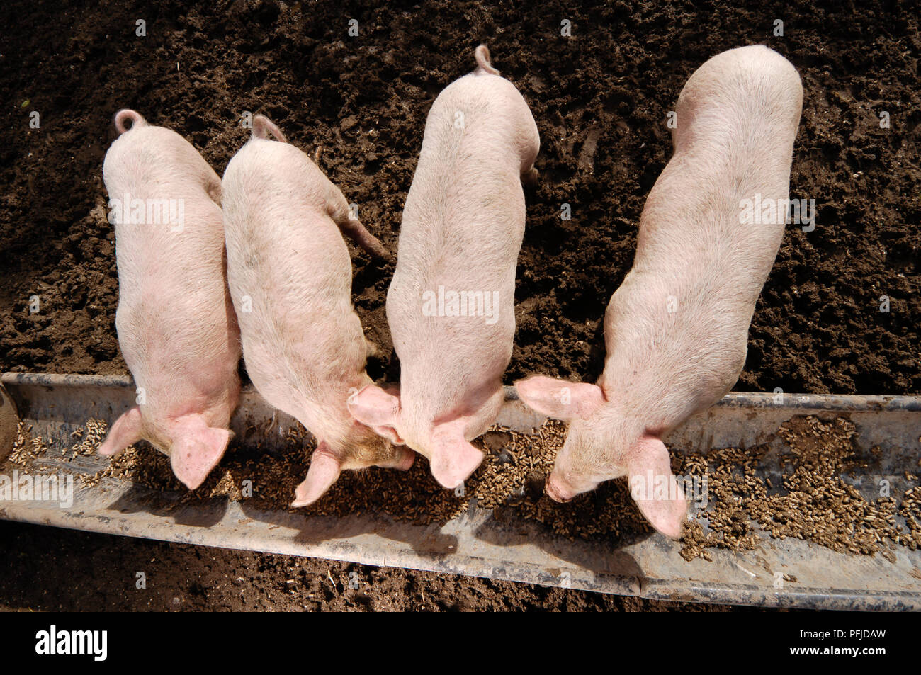Trough piglets hi-res stock photography and images - Alamy