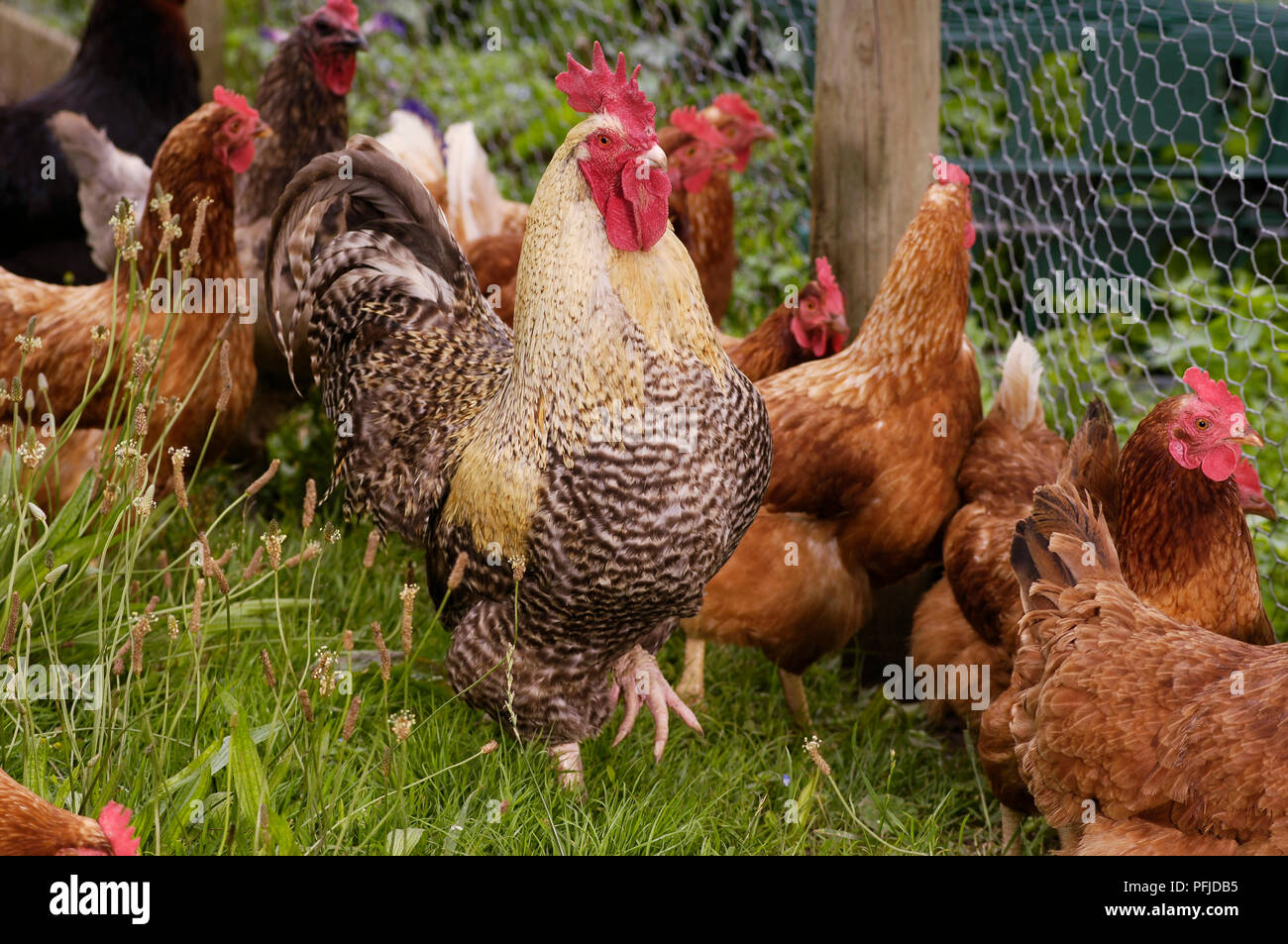 Flock chicken hi-res stock photography and images - Alamy
