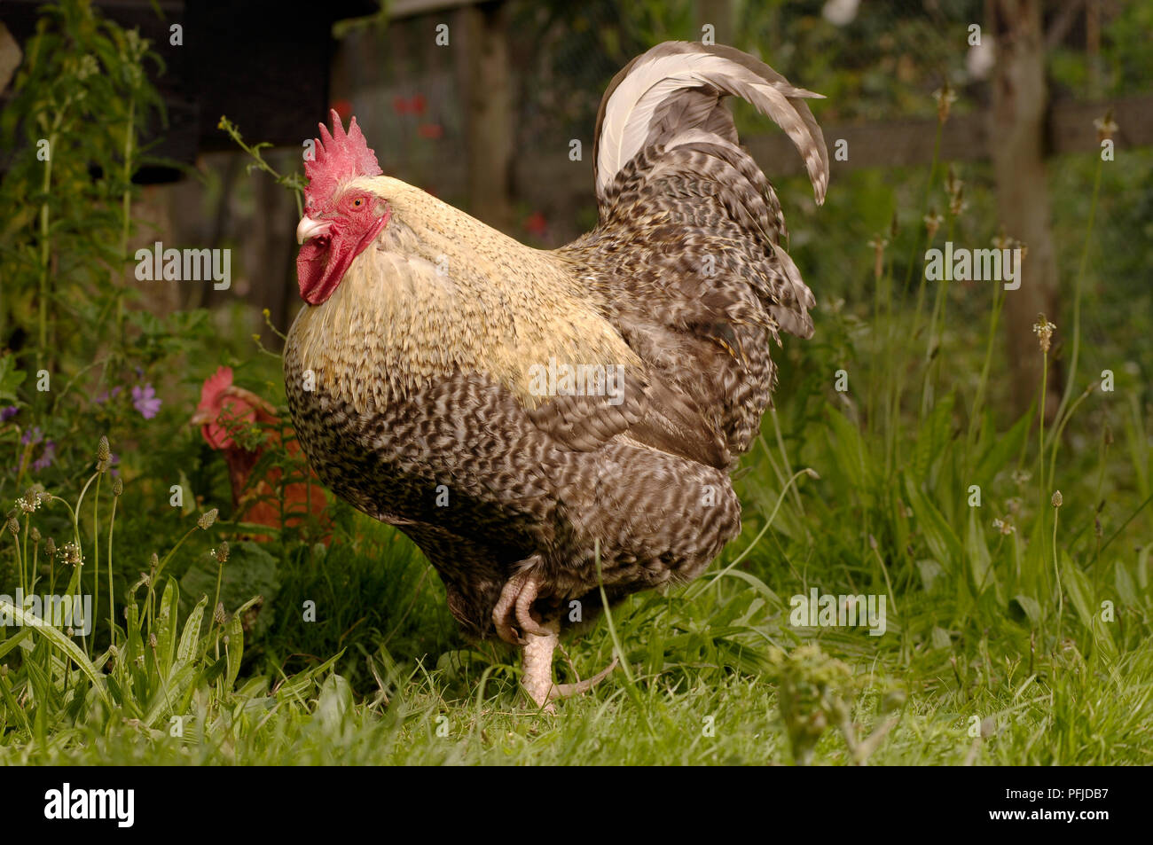 Strutting through hi-res stock photography and images - Alamy