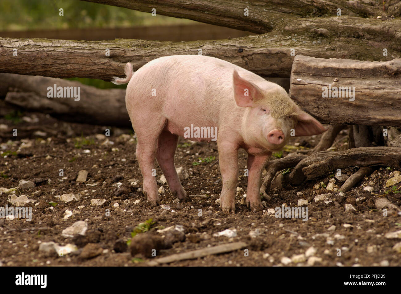 Piglet rubbing head against tree Stock Photo - Alamy