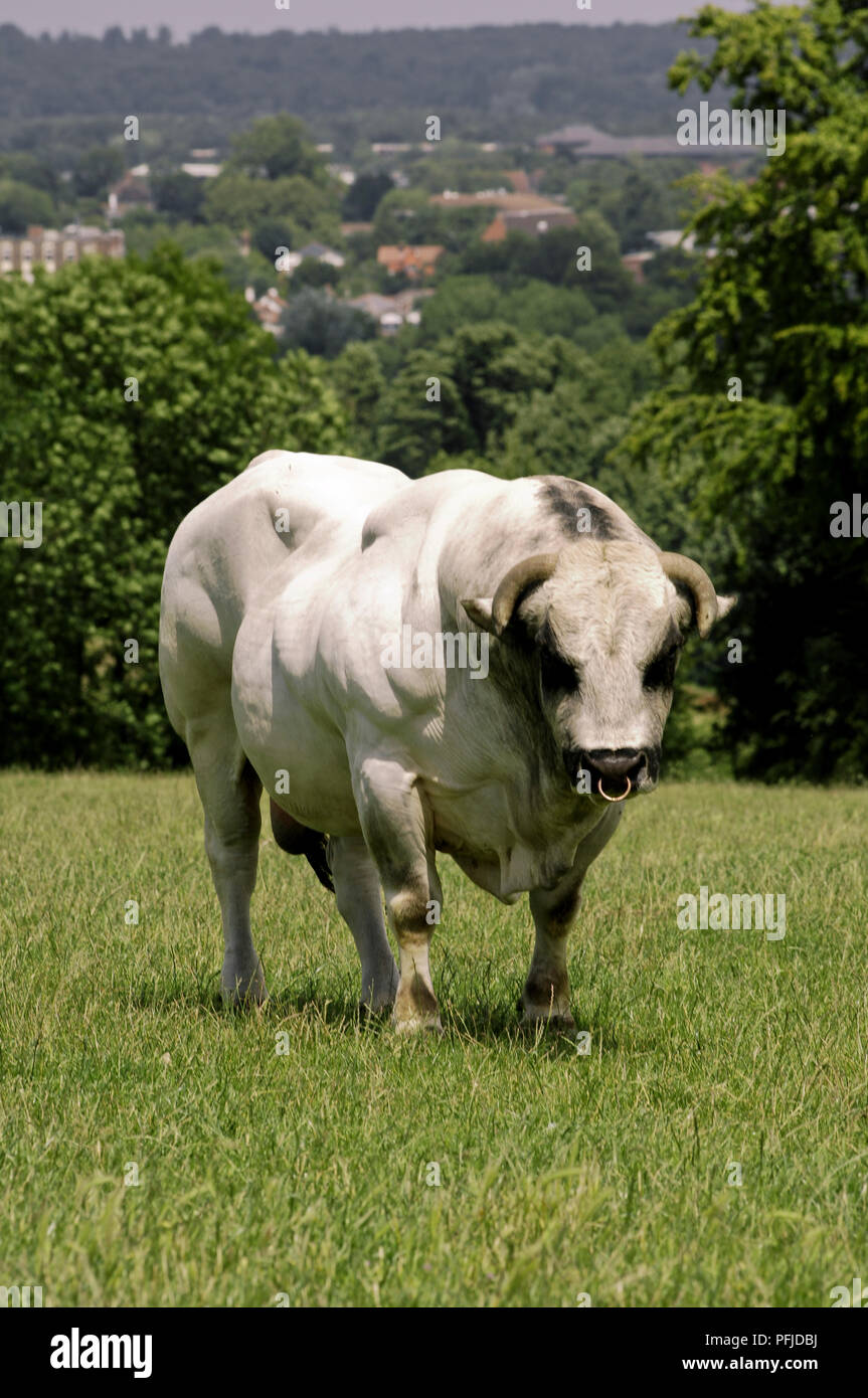Bull with ring in nose hi-res stock photography and images - Alamy