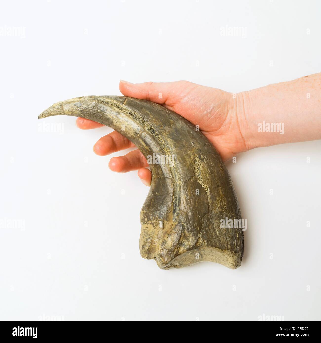 Baryonyx hi-res stock photography and images - Alamy
