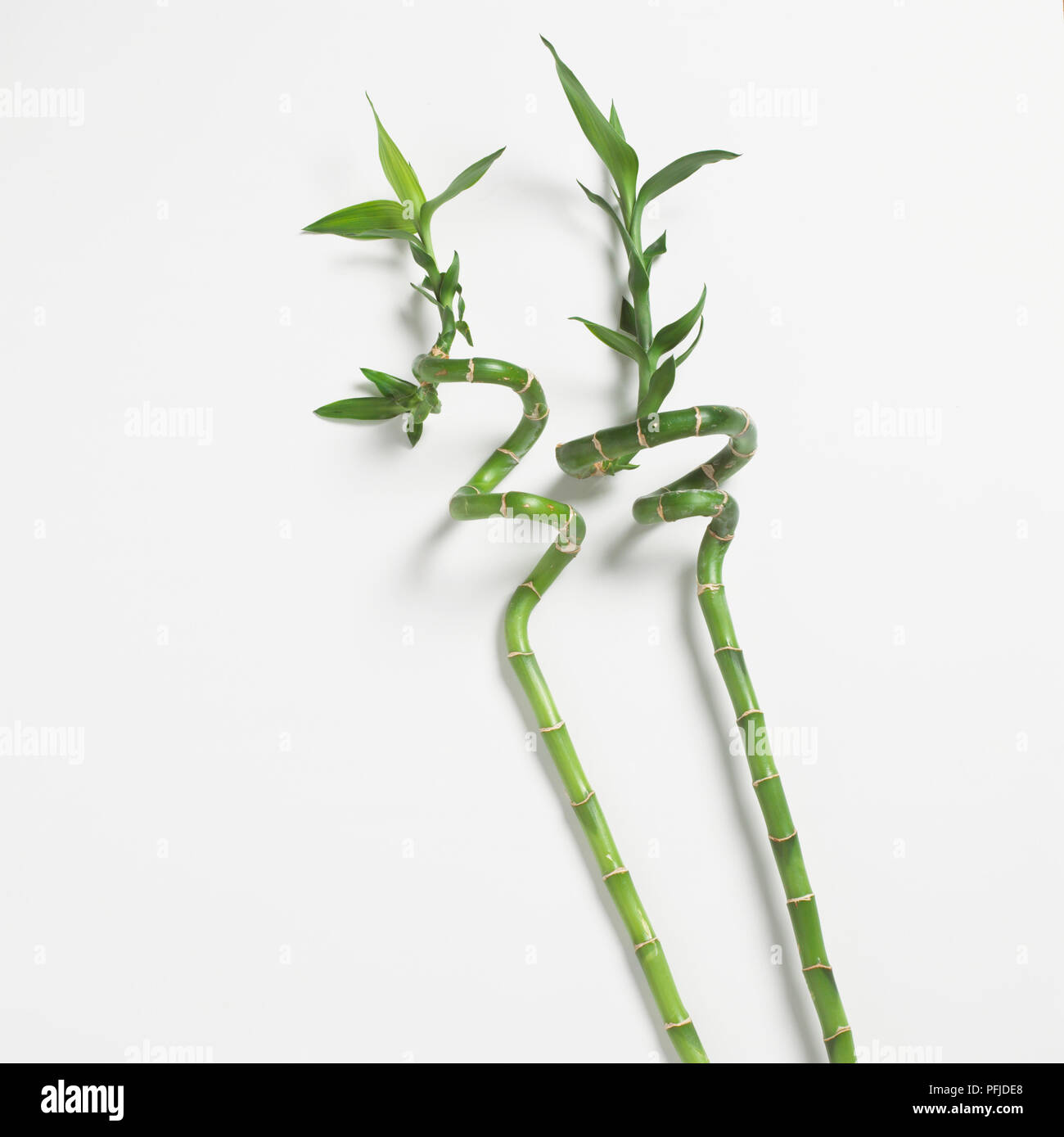 Slender stems hi-res stock photography and images - Alamy