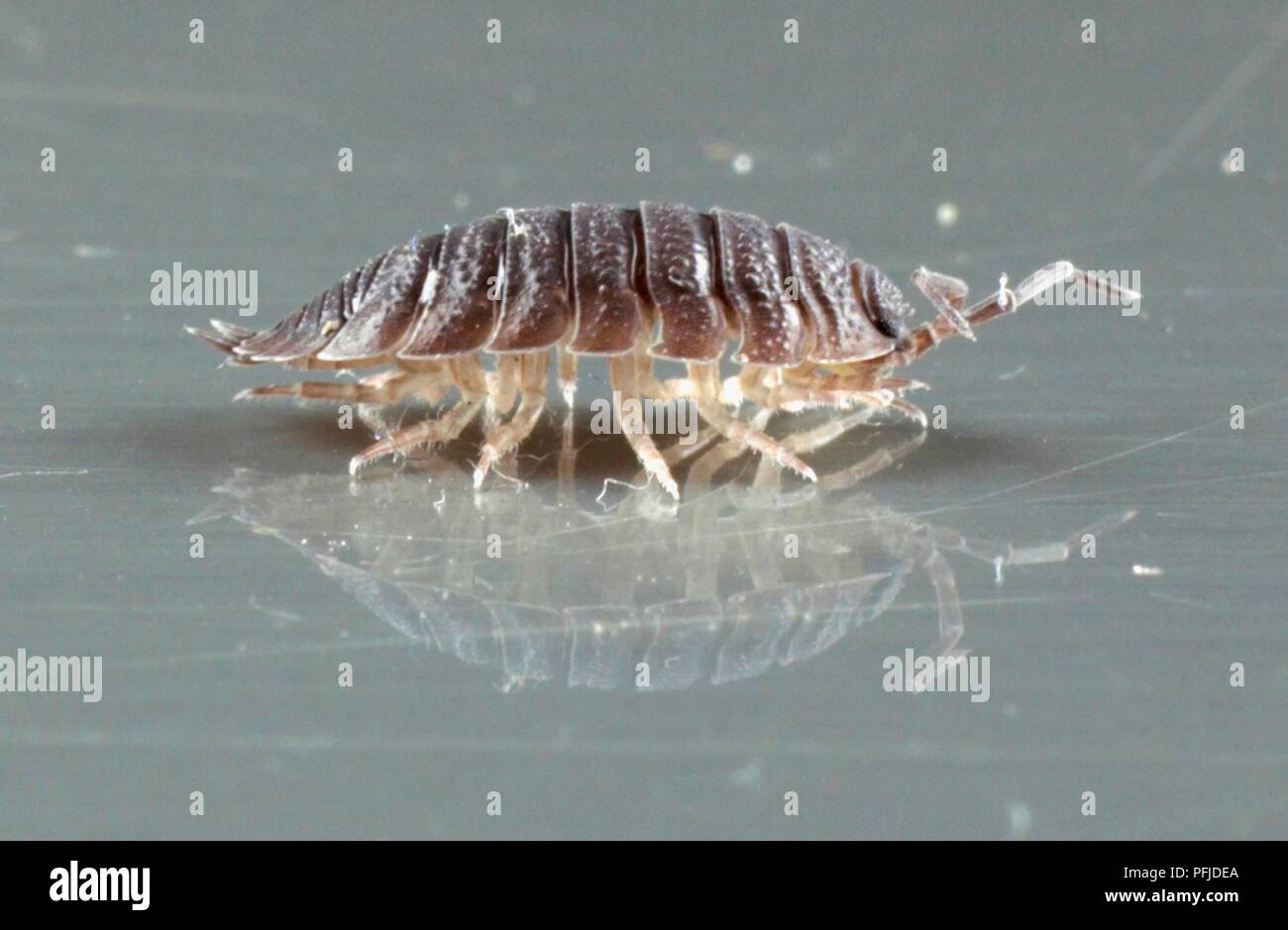 Common woodlouse (Oniscus asellus), side view Stock Photo - Alamy