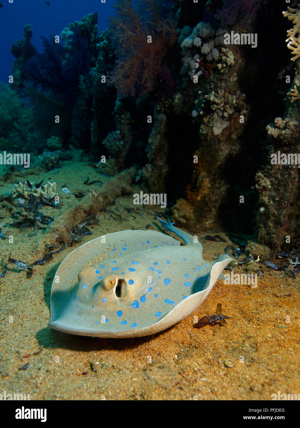 Egypt, Red Sea, Blue-spotted sting ray (Taeniura lymma) resting near corals Stock Photo - Alamy