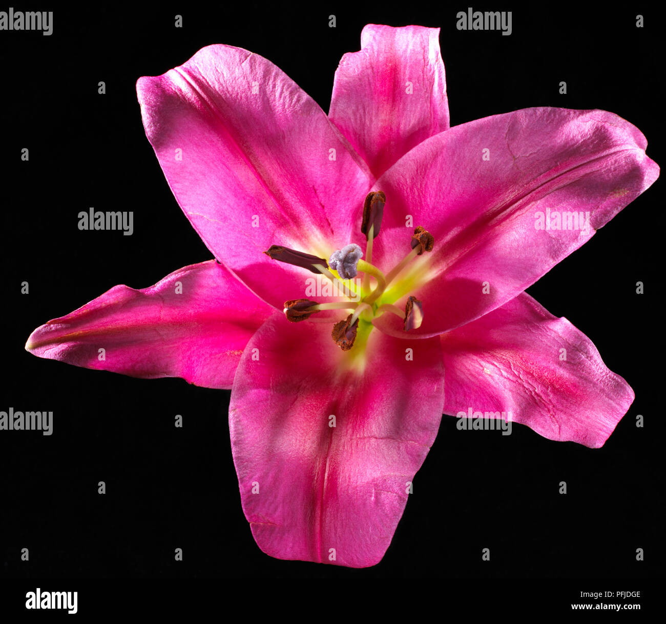 Lily head lilium sp hi-res stock photography and images - Alamy