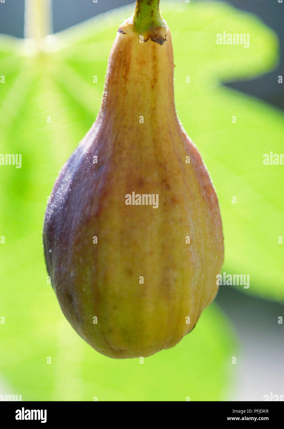 Fig hanging from tree, close-up Stock Photo - Alamy