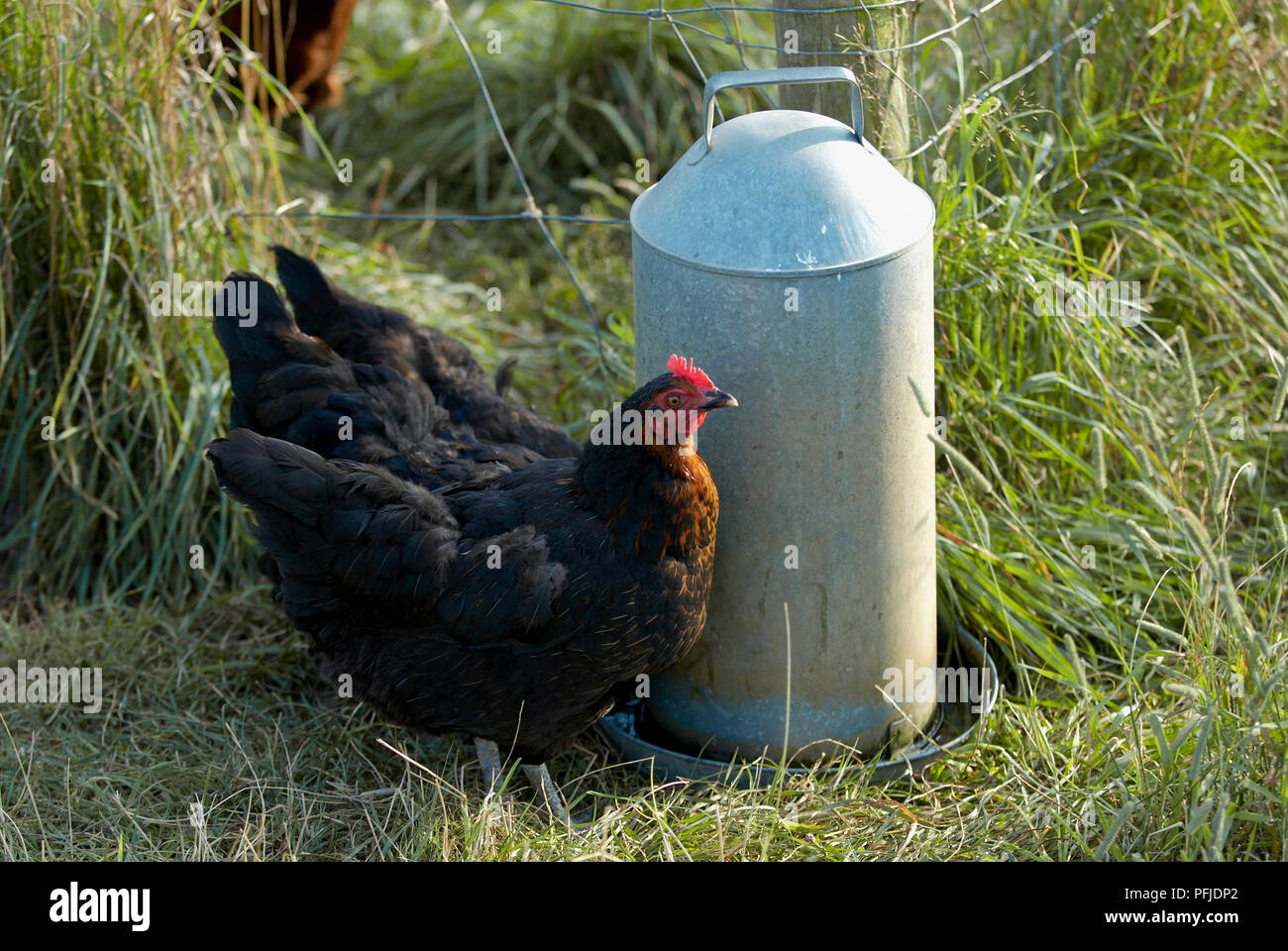 Chicken feeder hi-res stock photography and images - Alamy