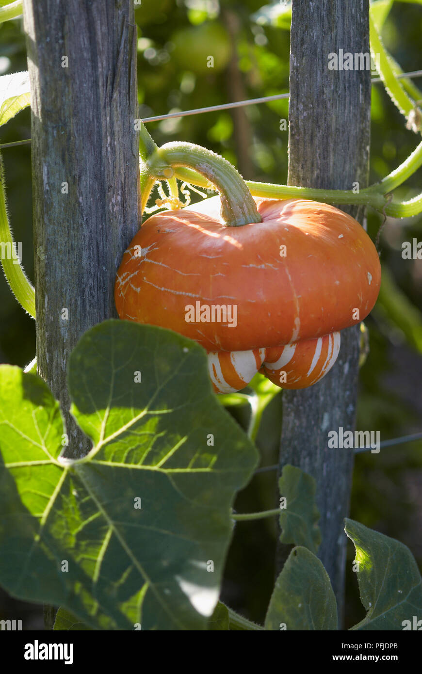Plant tangled hi-res stock photography and images - Alamy