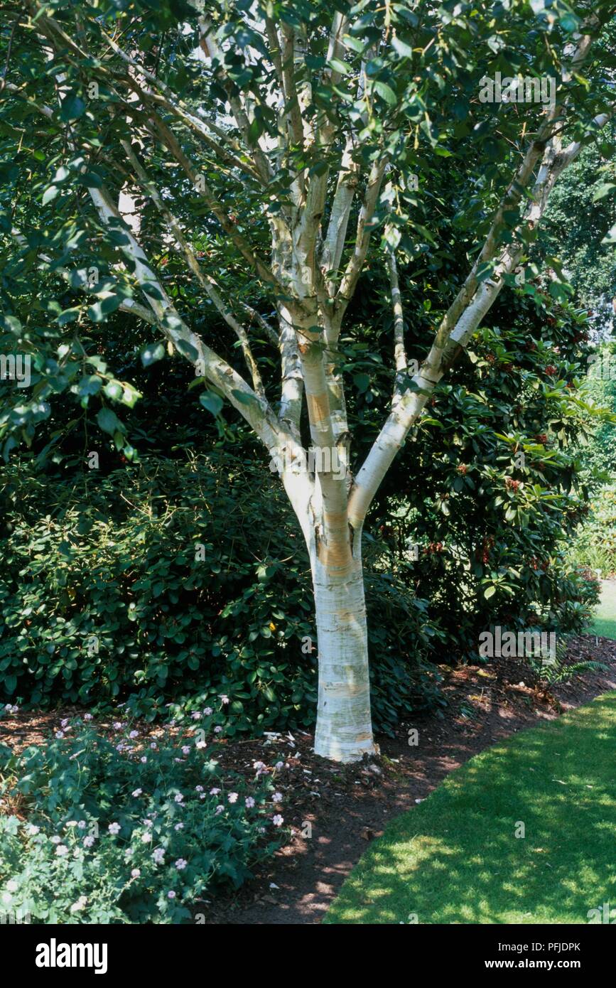 Betula utilis (Jacquemontii) birch tree with peeling white bark against ...