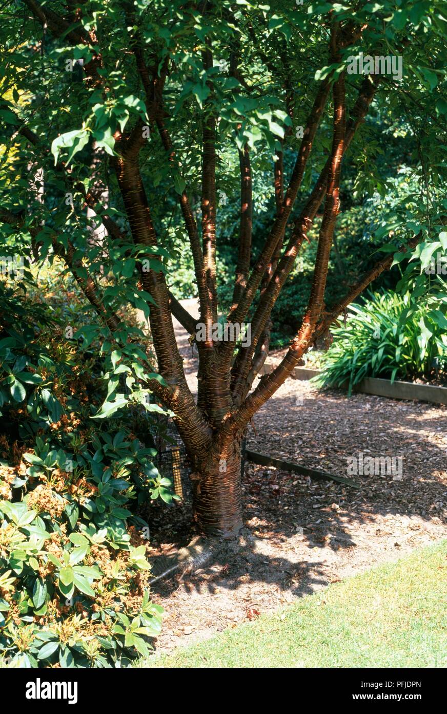 Prunus rufa (Himalayan Cherry), tree with mahogany bark Stock Photo - Alamy
