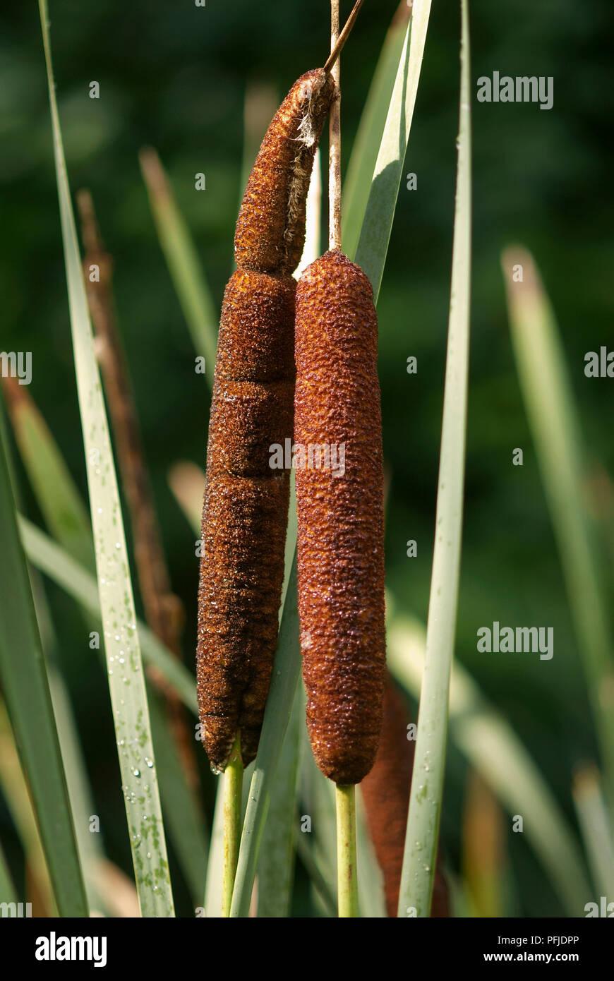 Typha latifolia (Bulrush), brown flowers, close-up Stock Photo - Alamy