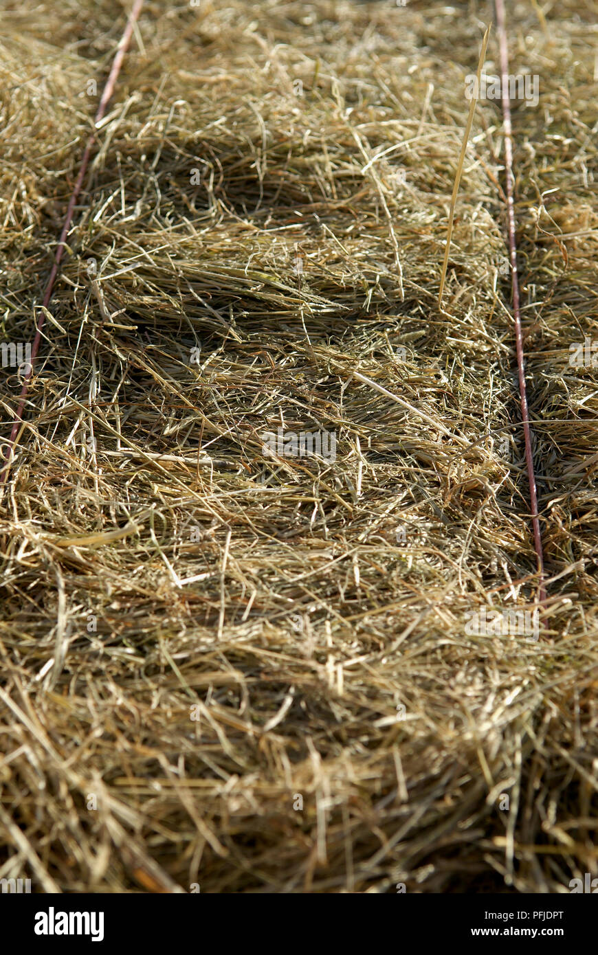 Bale of hay, close-up Stock Photo - Alamy