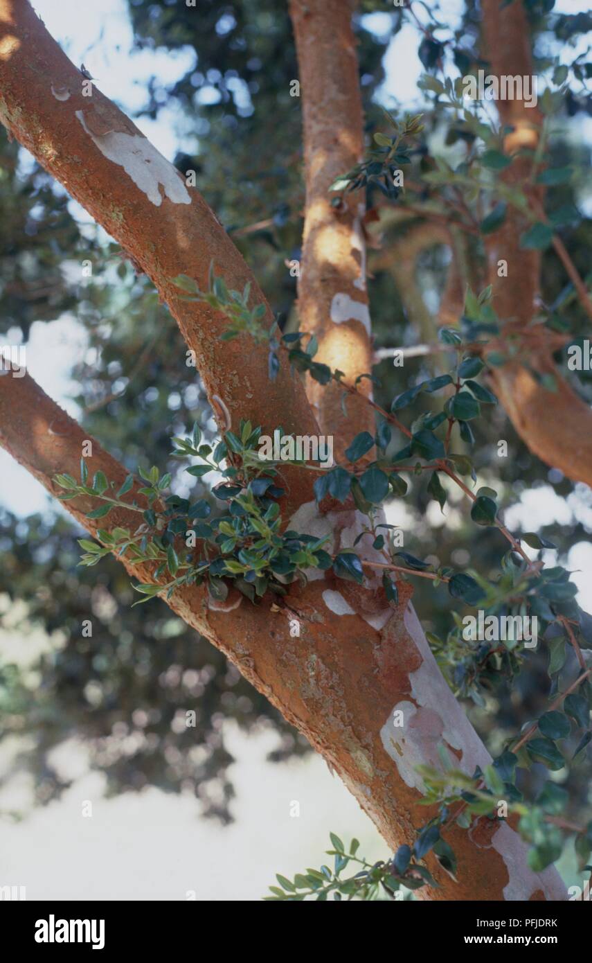 White and brown tree hi-res stock photography and images - Alamy
