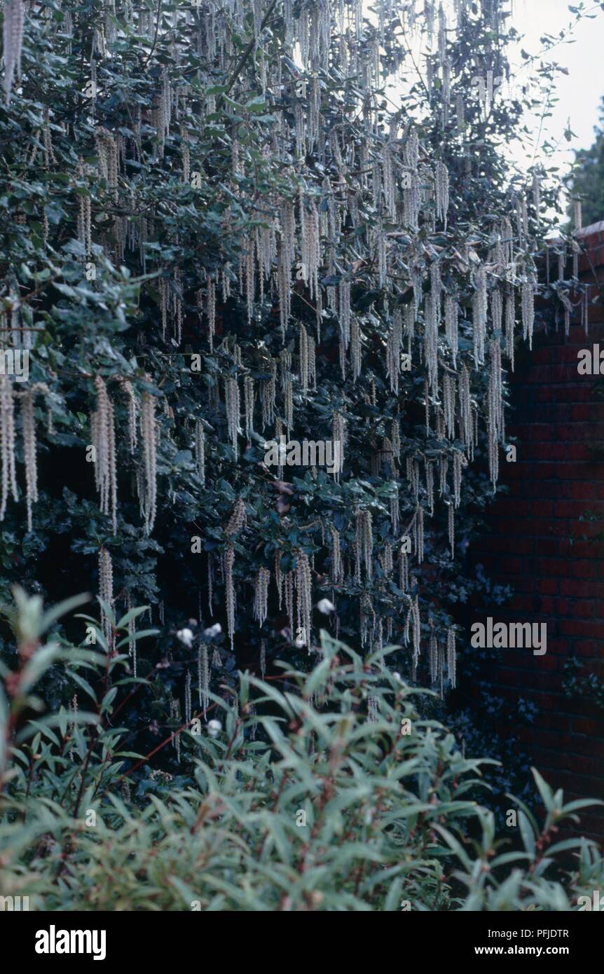 Garrya elliptica (Silk-tassel bush), evergreen shrub with pendulous ...