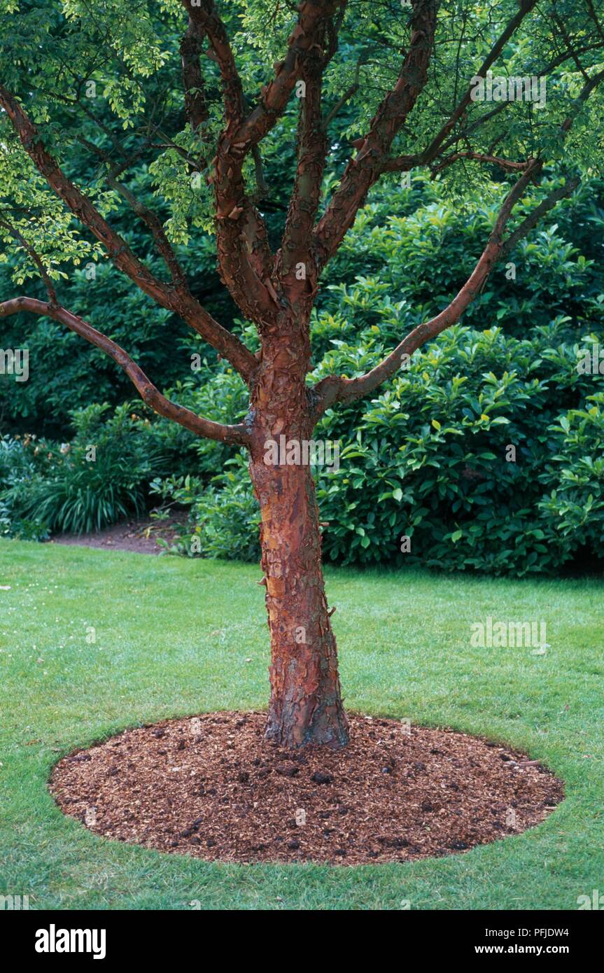 Acer griseum (paper-bark maple), maple tree in garden showing peeling ...