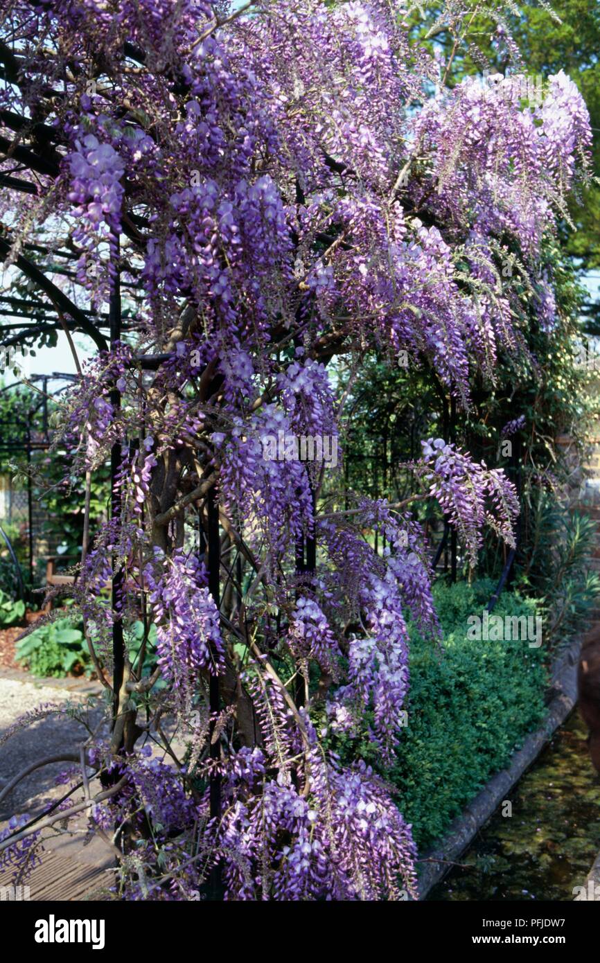 Wisteria sinensis chinese wisteria growing hi-res stock photography and ...