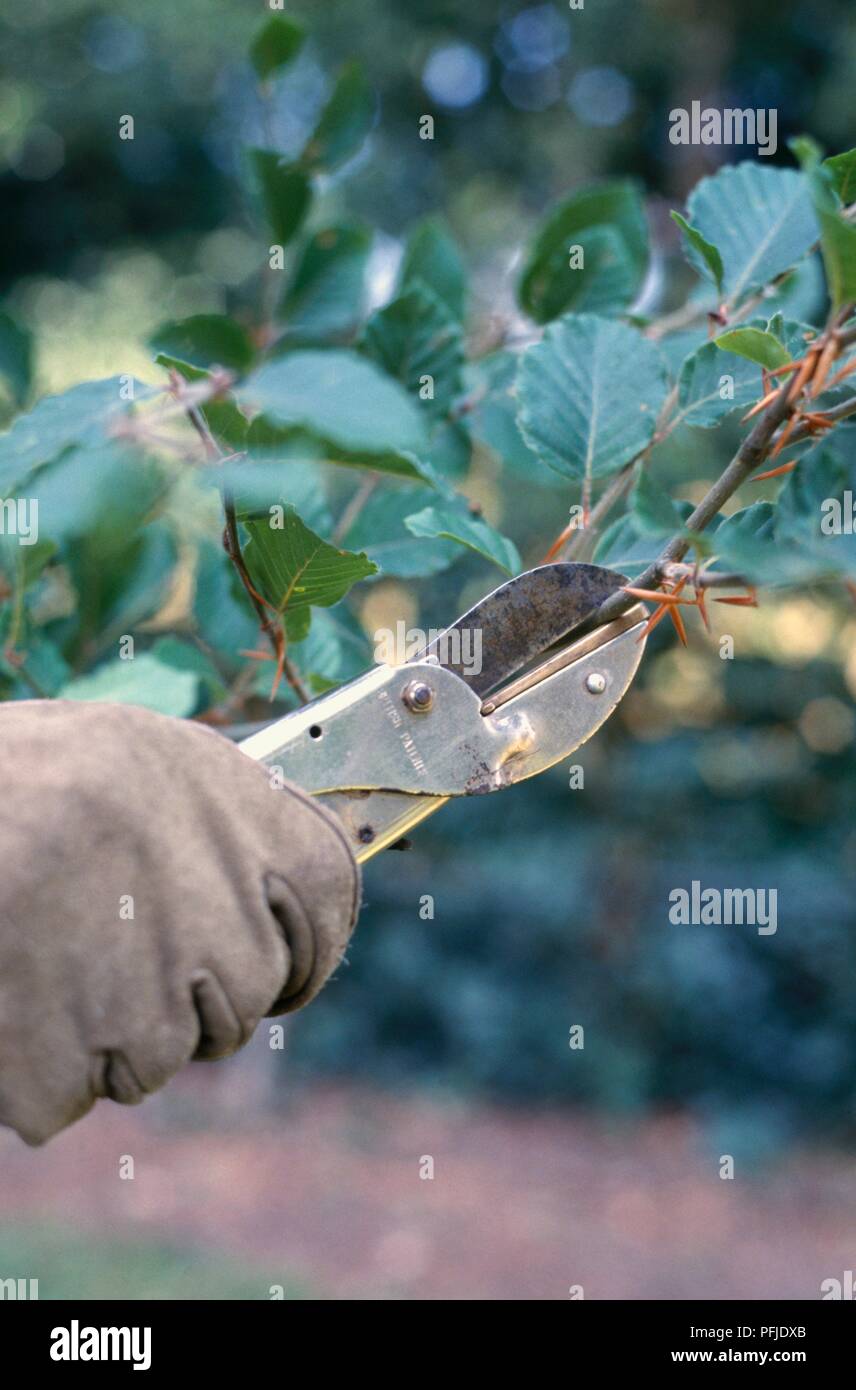 Using anvil secateurs to cut stem Stock Photo - Alamy