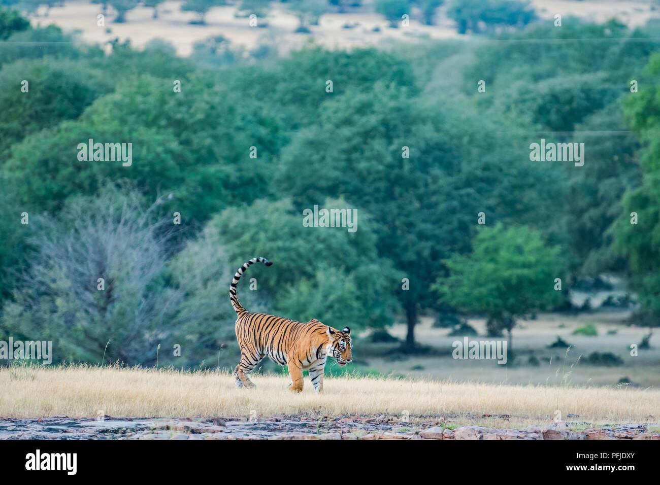 A famous tigress on the stroll in her territory Stock Photo - Alamy