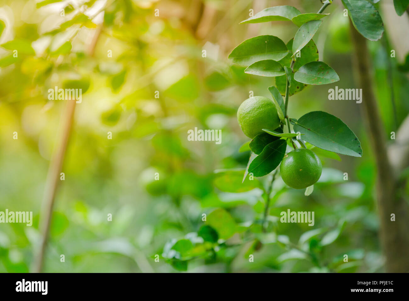 lime on tree Stock Photo - Alamy
