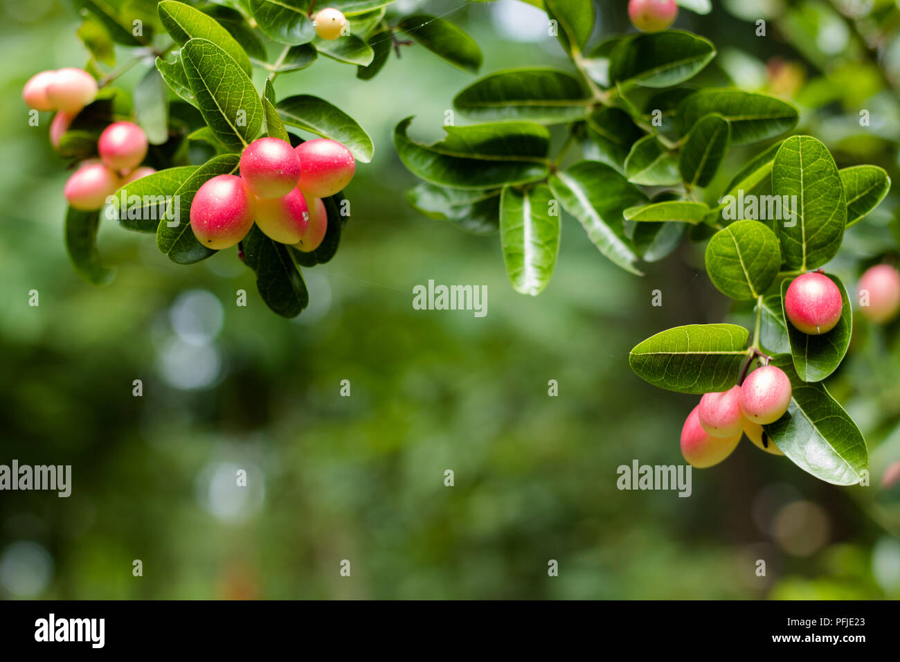 Bengal Currant in my farm Stock Photo - Alamy