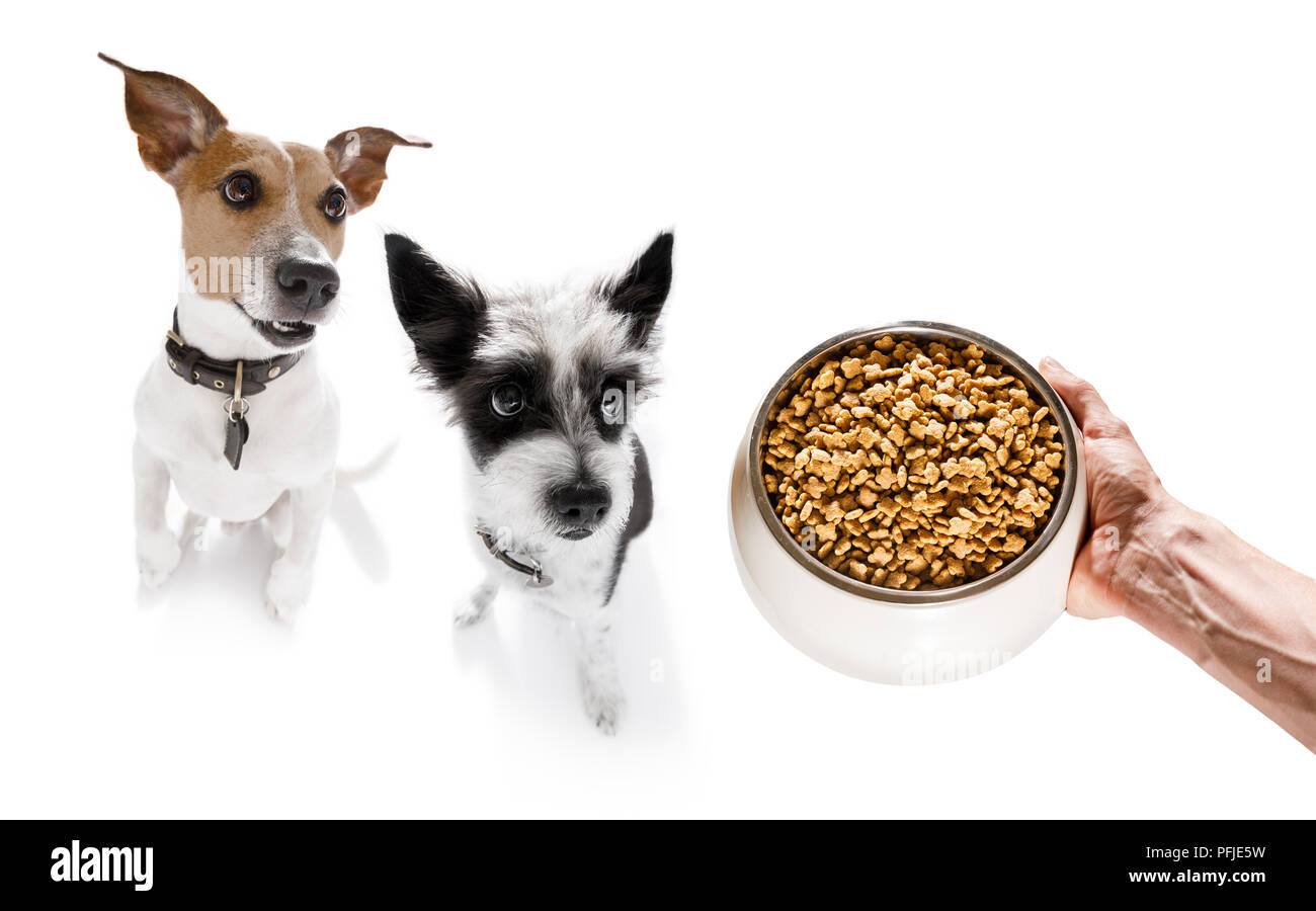 curious dogs looking up to owner waiting or sitting patient for the ...