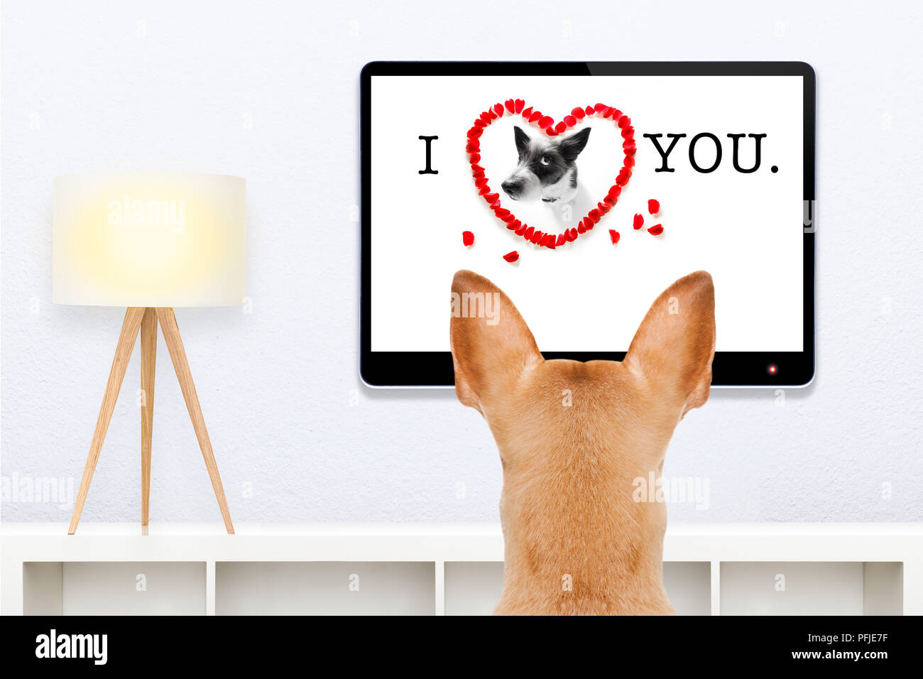 Animal watching notebook hi-res stock photography and images - Alamy