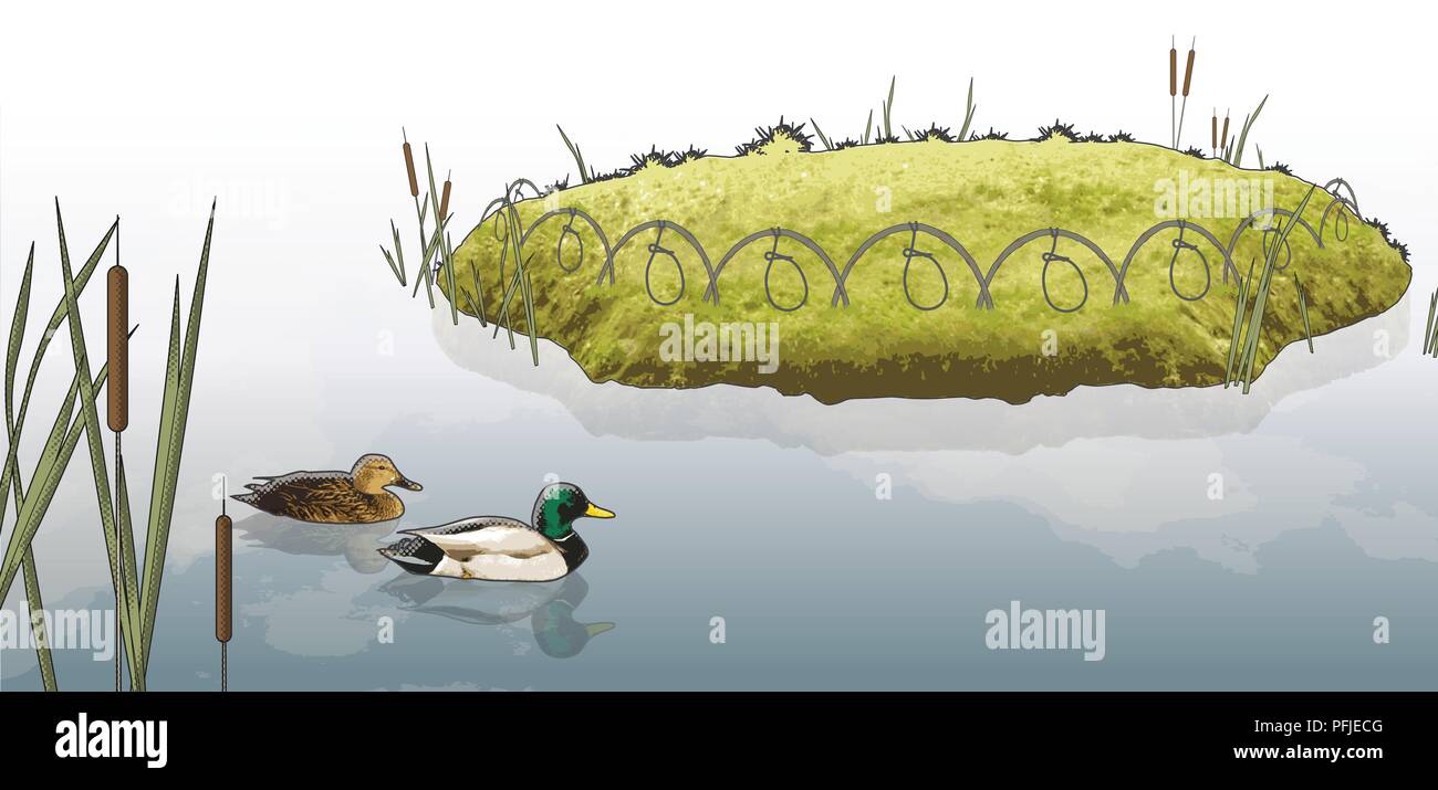 Digital illustration of two Mallard ducks swimming on lake near bough ...