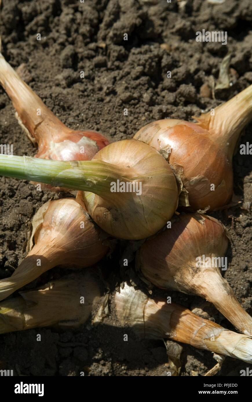 Red sun shallot hi-res stock photography and images - Alamy