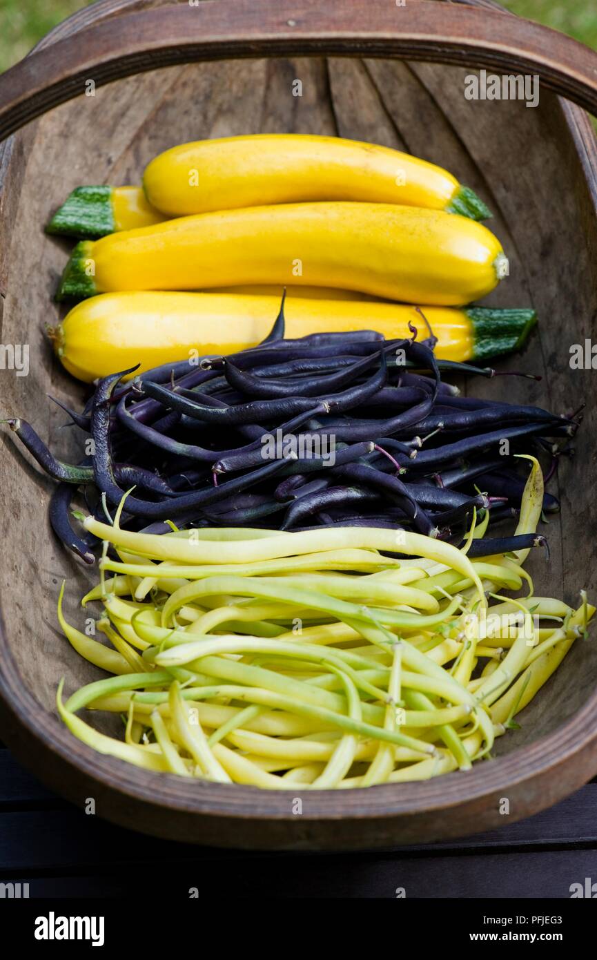 Yellow courgettes, French beans 'Purple Queen' and French beans ...