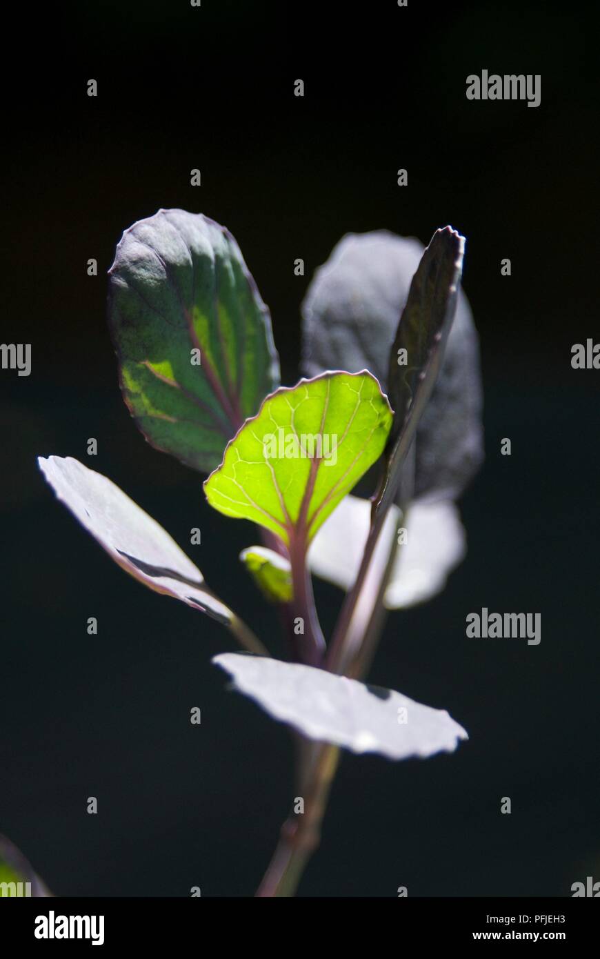 Brussels sprout 'Red Bull' seedling, close-up Stock Photo - Alamy