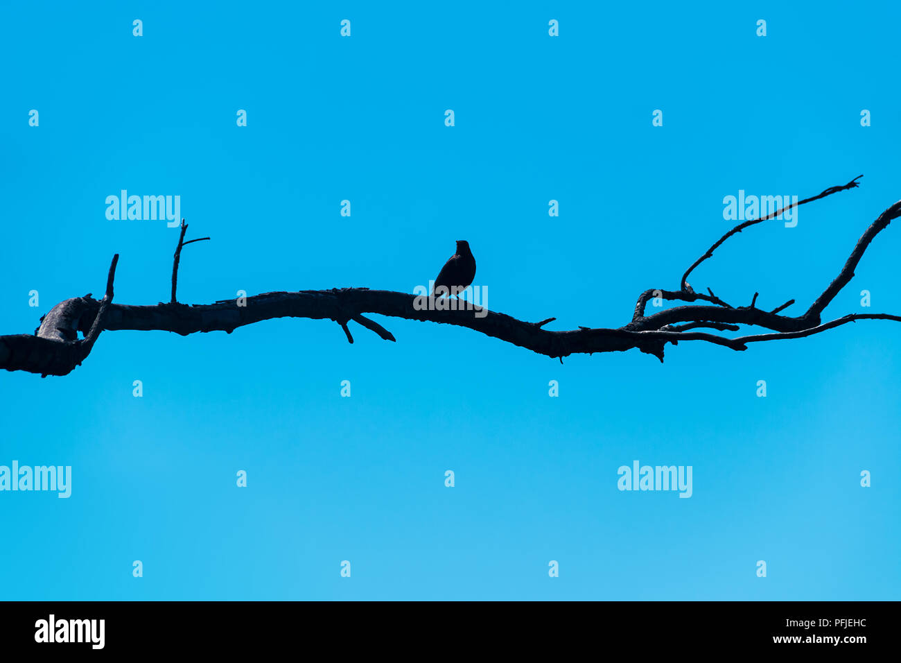 A silhouette of a dry tree branch with a bird sitting on it on the ...