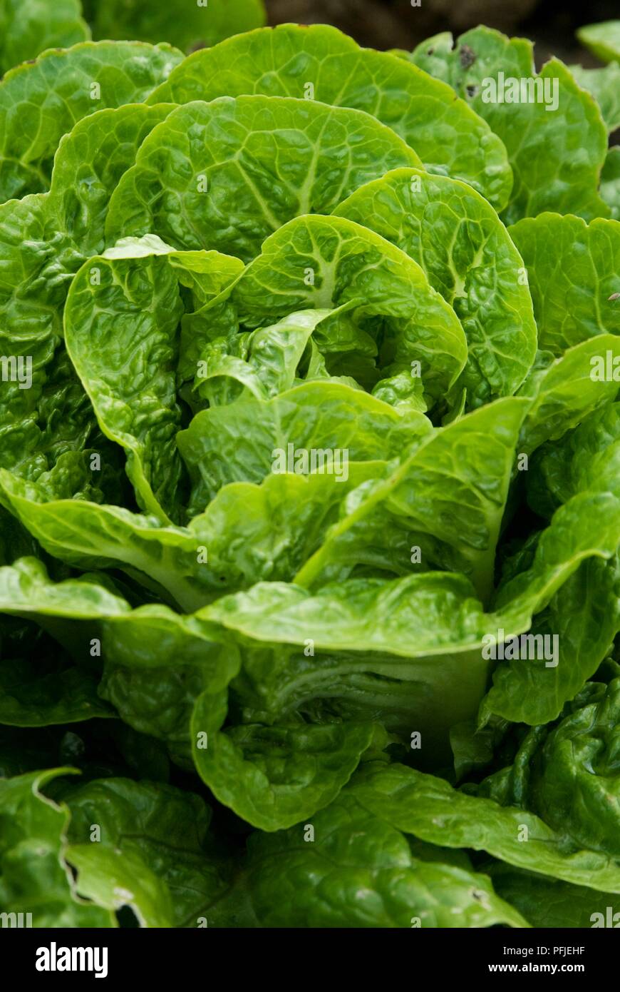 Lettuce 'Bubbles', close-up Stock Photo - Alamy