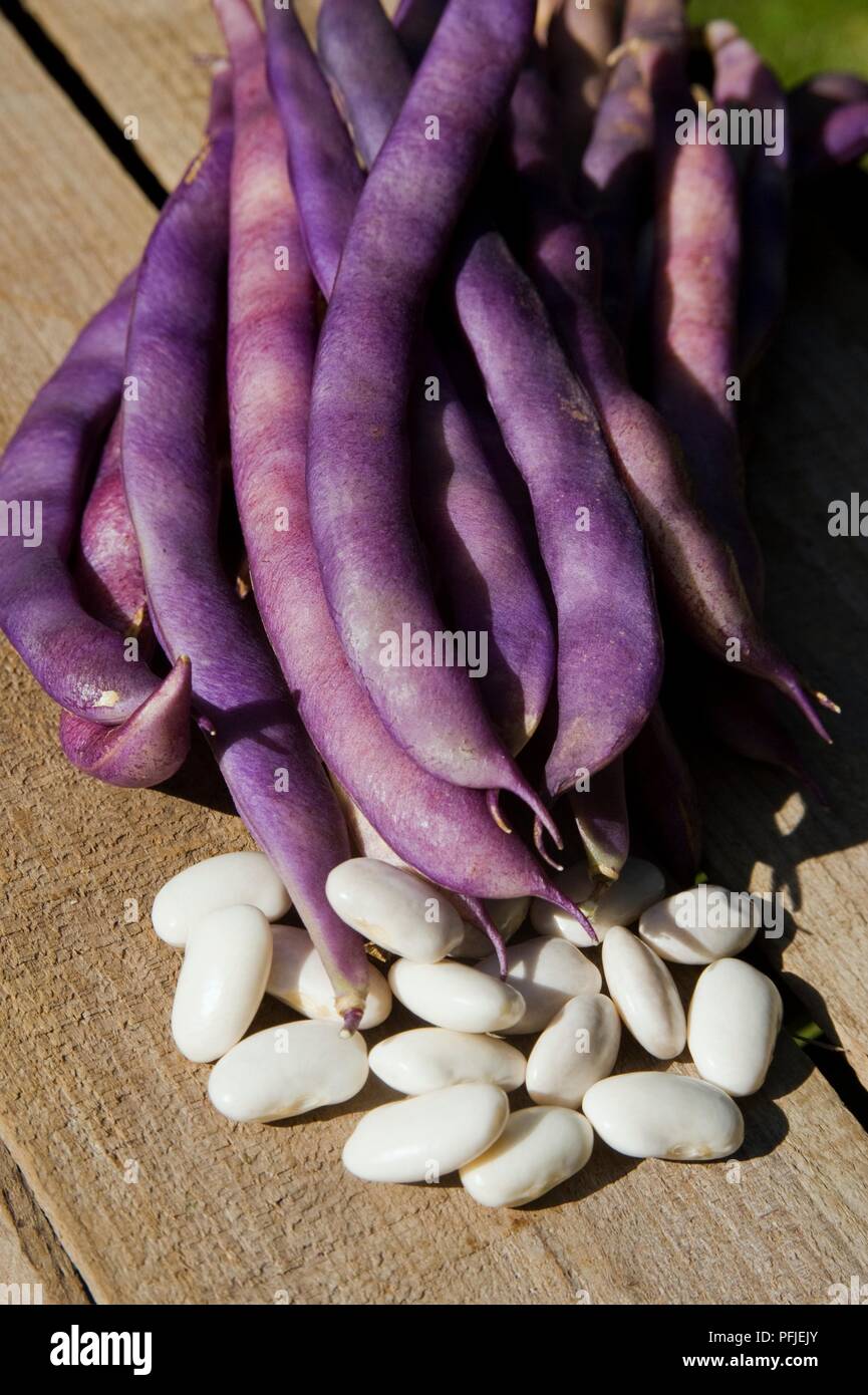French beans 'Blue Coco', purple pods and white beans Stock Photo - Alamy