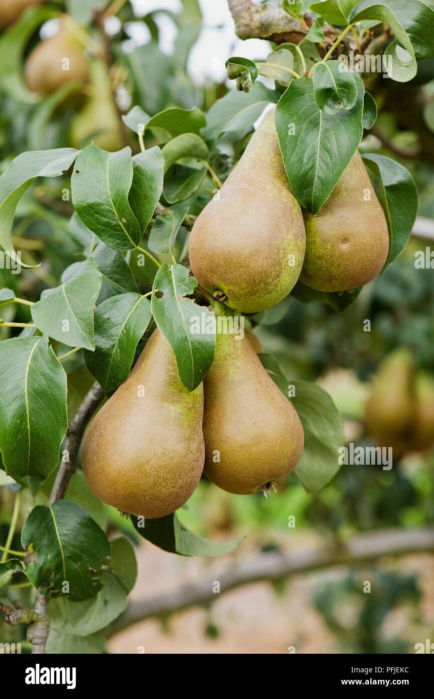 Concorde pear tree hi-res stock photography and images - Alamy