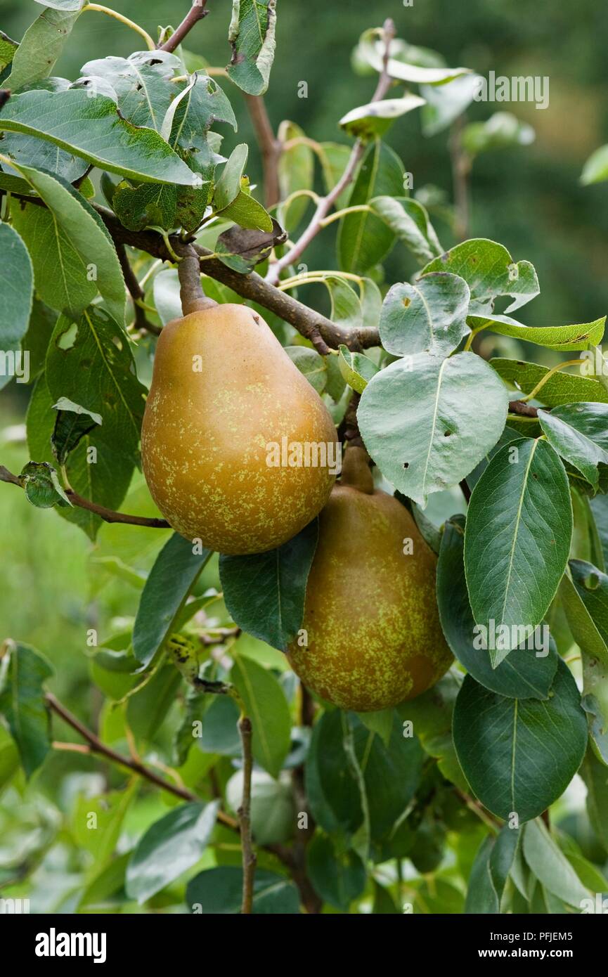 Pears 'Merton Pride' and leaves on pear tree branch, close-up Stock ...