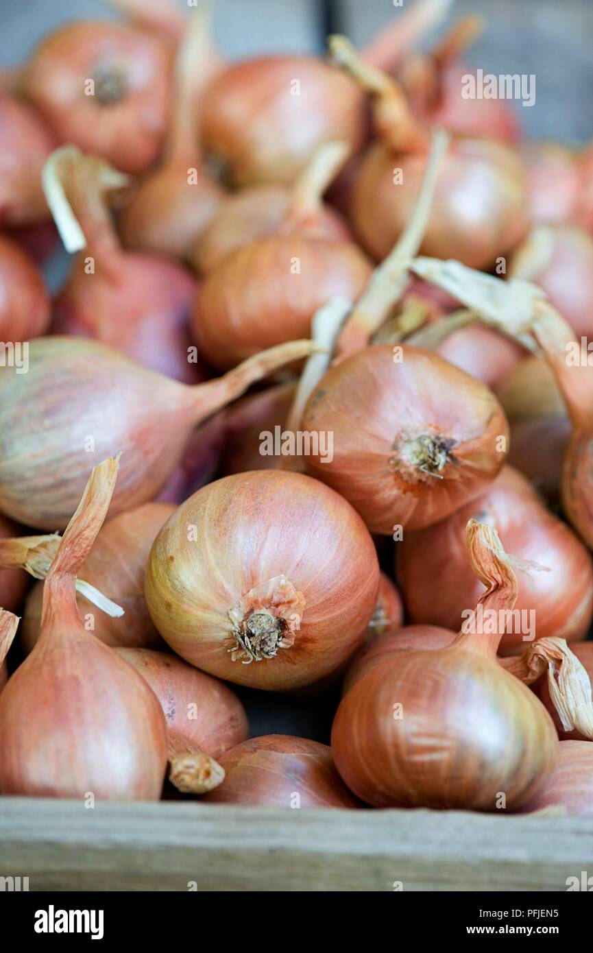 Shallots red sun hi-res stock photography and images - Alamy